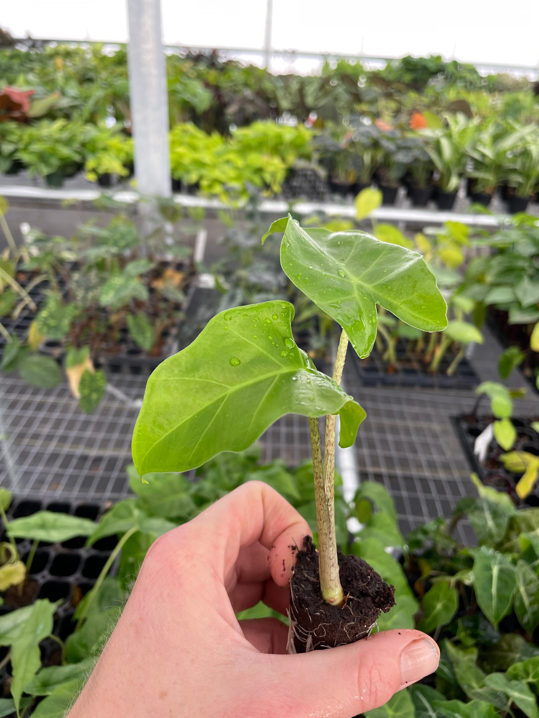 Alocasia Low Rider Starter Plant (ALL STARTER PLANTS Require You to ...
