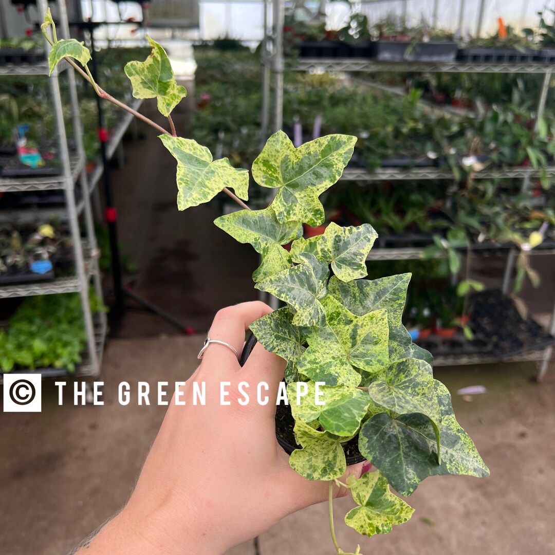 Mint Green Variegated Ivy 4” Pot (ALL PLANTS Require You to Purchase 2 ...