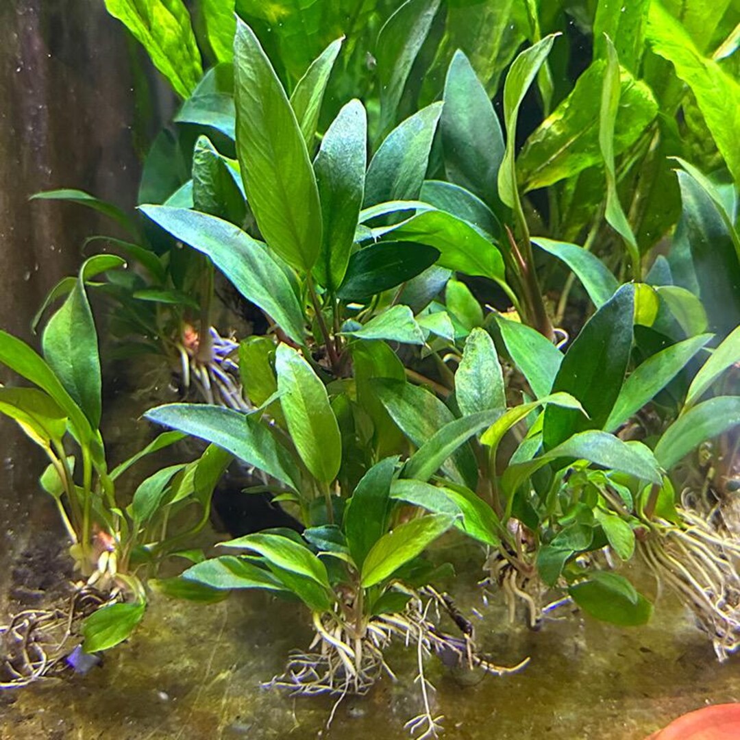 Aquatic Plant Anubias Frazeri Starter Plant (ALL STARTER PLANTS Require ...