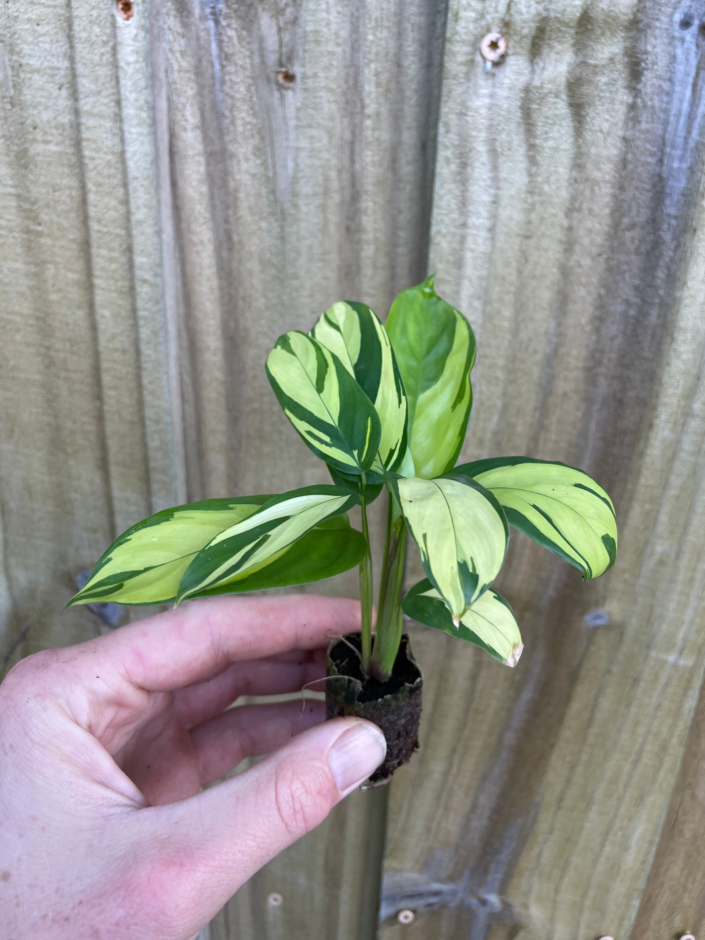 Calathea Pilosa Starter Plant ALL STARTER PLANTS Require You - Etsy