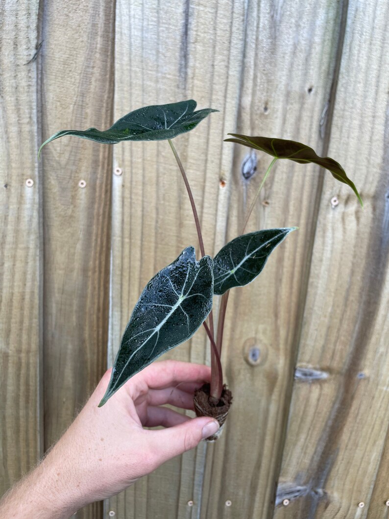 Alocasia Dragons Tooth Starter Plant ALL STARTER PLANTS - Etsy