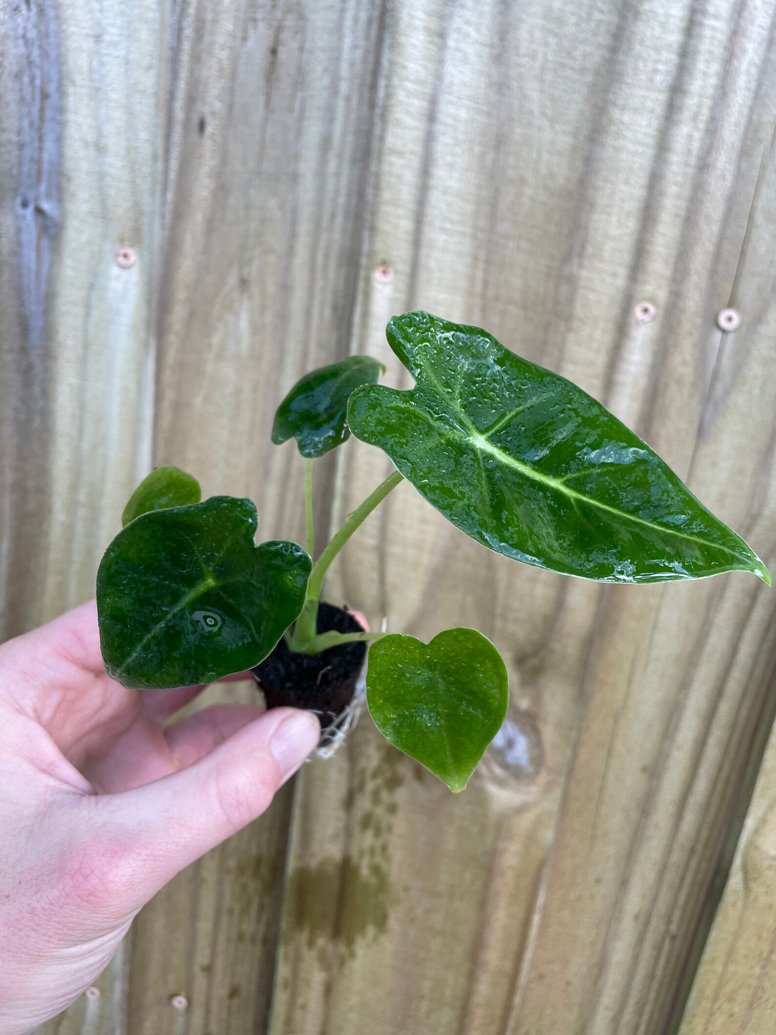 New Hybrid! Alocasia Velvet Elvis Starter Plant (ALL STARTER PLANTS ...