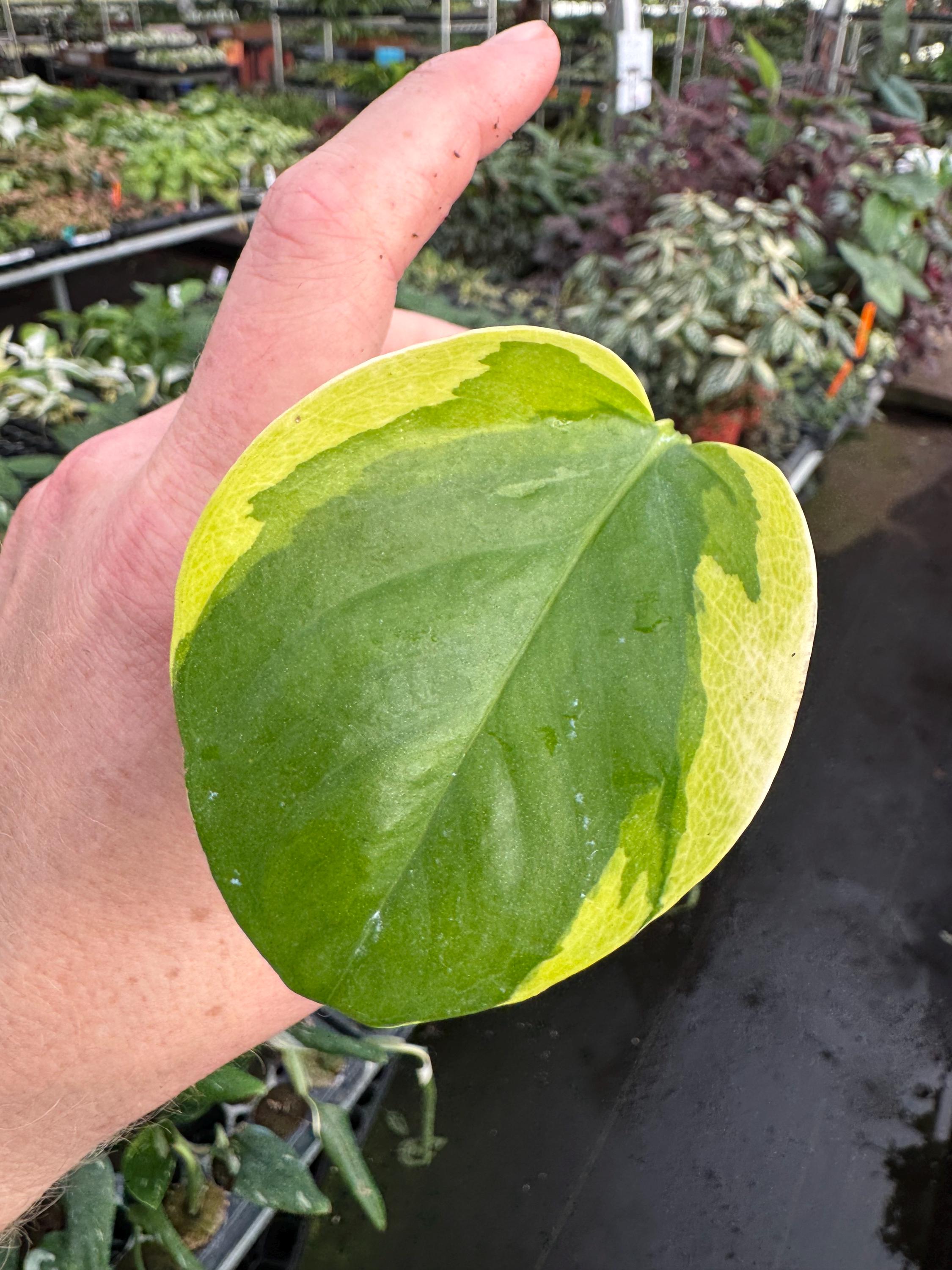 Poonsin Manjula Mutation Pothos Starter Plant GH1 (ALL STARTER PLANTS ...