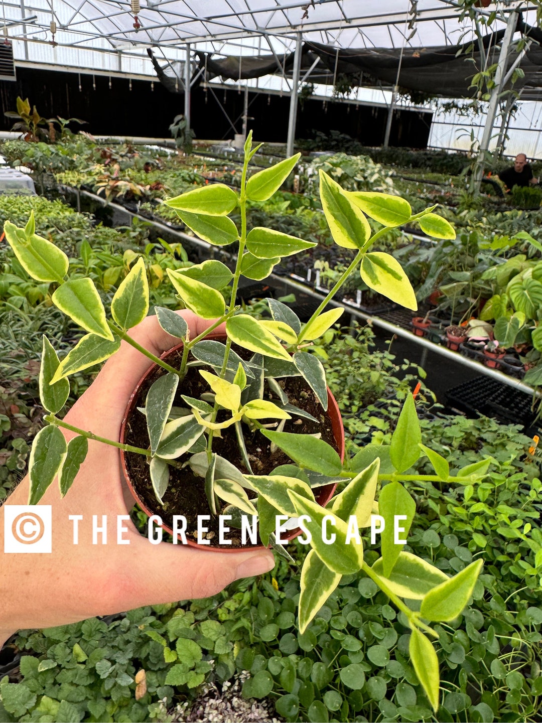 Hoya Variegated Bella 4” Pot (ALL PLANTS Require You to Purchase 2 ...