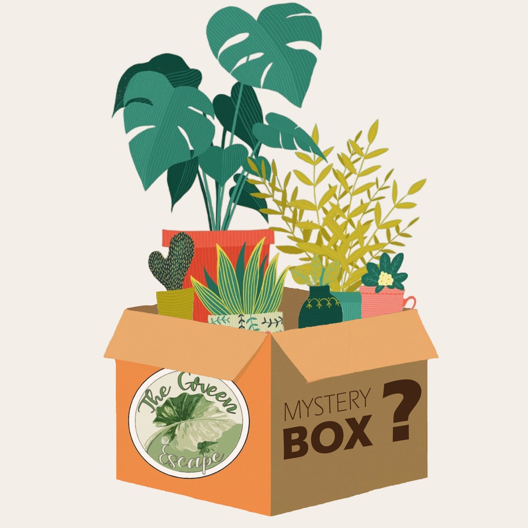 Plant Mystery Box - 6 Starter Plants! - Etsy