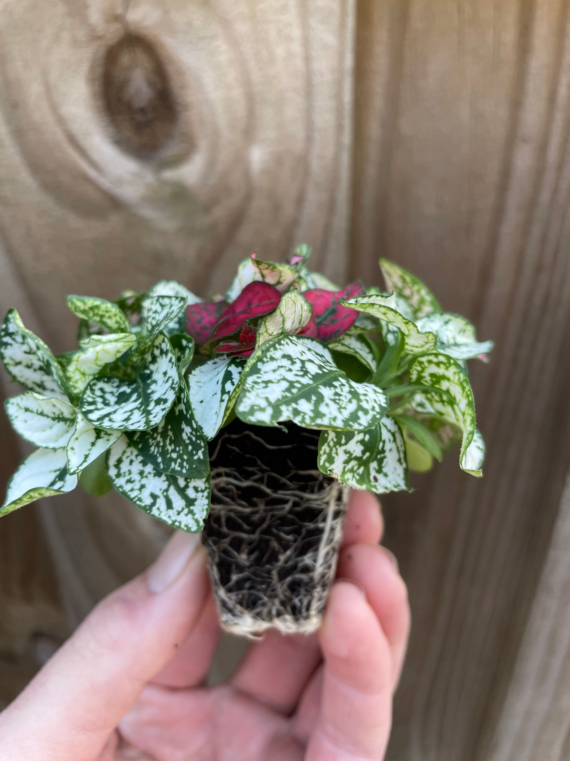 Hypoestes Mixed (polka Dot Plant) Starter Plant (ALL STARTER PLANTS ...