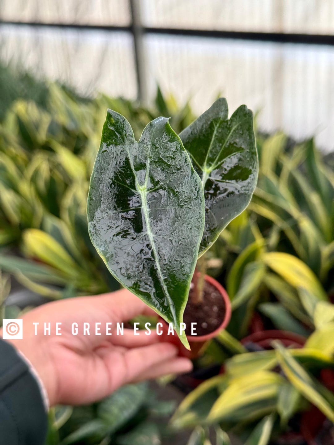 Alocasia Dragons Tooth 2” Pot (ALL PLANTS Require You to Purchase 2 ...