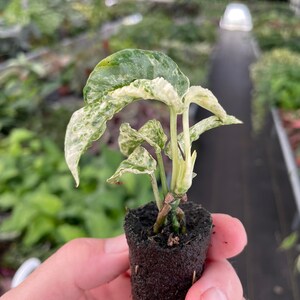 Albo Variegated Spider Man Monstera variegated Amydrium Medium Starter ...