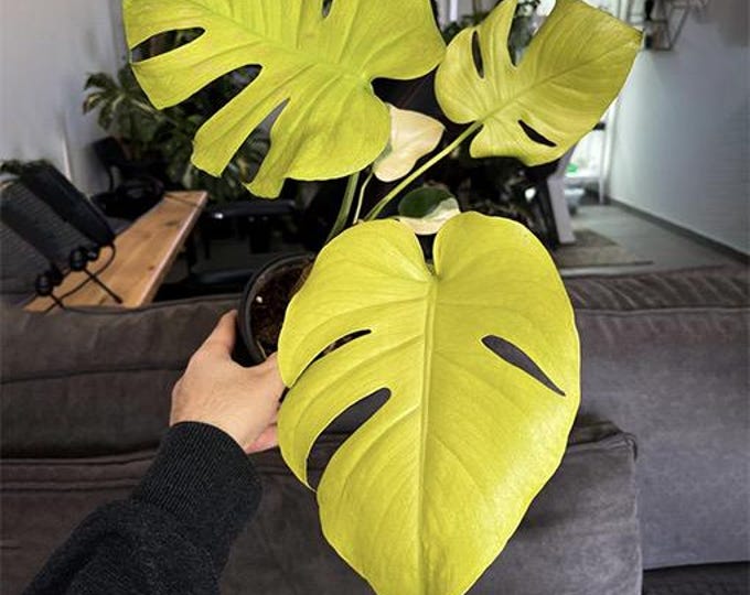 Monstera Lemon Lime Starter Plant (ALL STARTER PLANTS Require You to ...