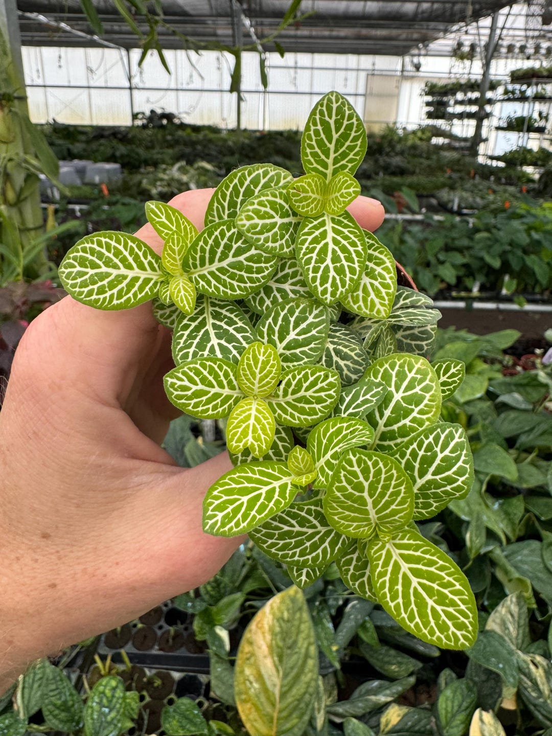 Jolly Lemon Fittonia 2 Pot ALL PLANTS Require You to Purchase 2 Plants ...