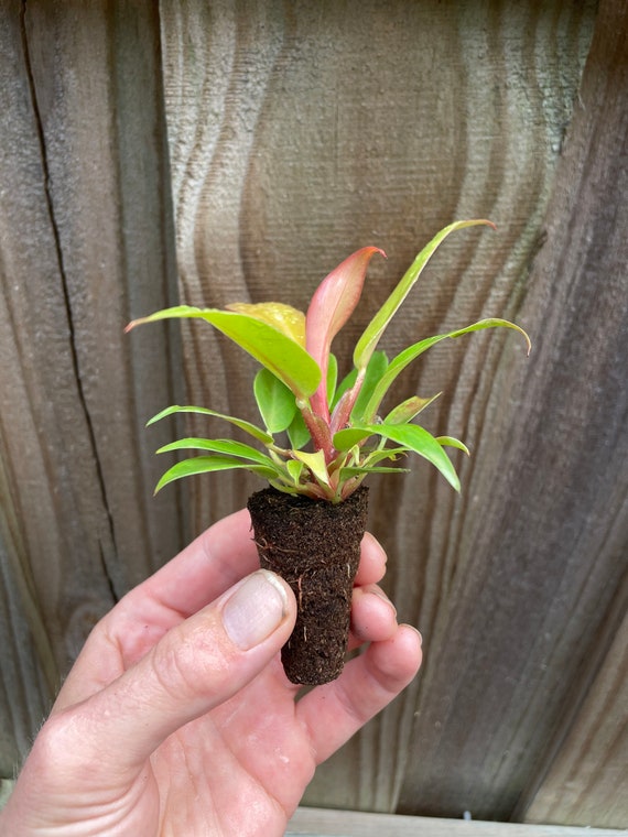 Philodendron Prince Of Orange