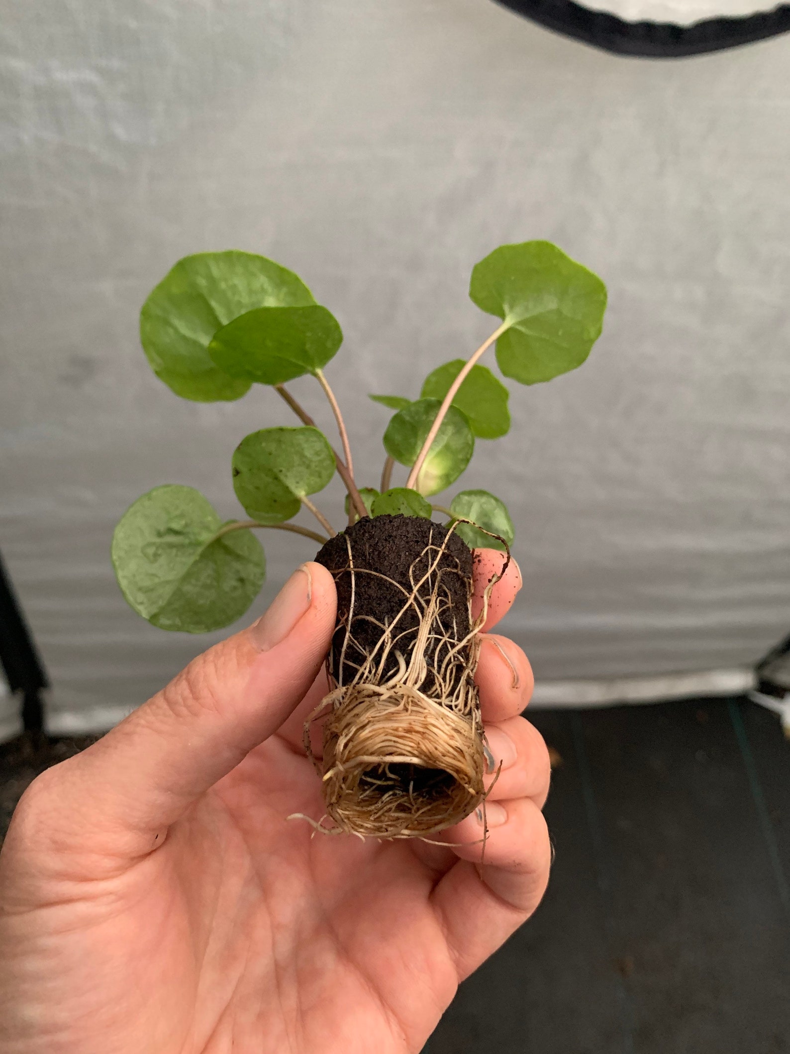 Farfugium Firefly leopard Plant tractor Seat Starter Plant - Etsy