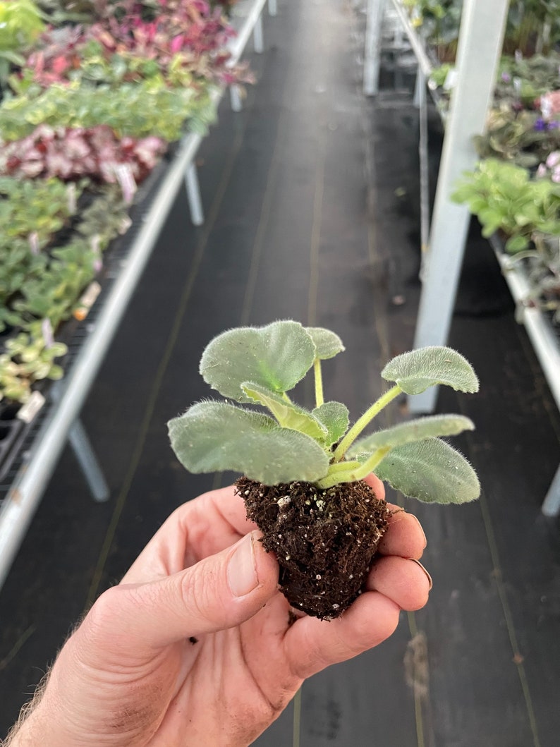 RS Ariel African Violet Starter Plant (ALL Starter PLANTS Require You ...