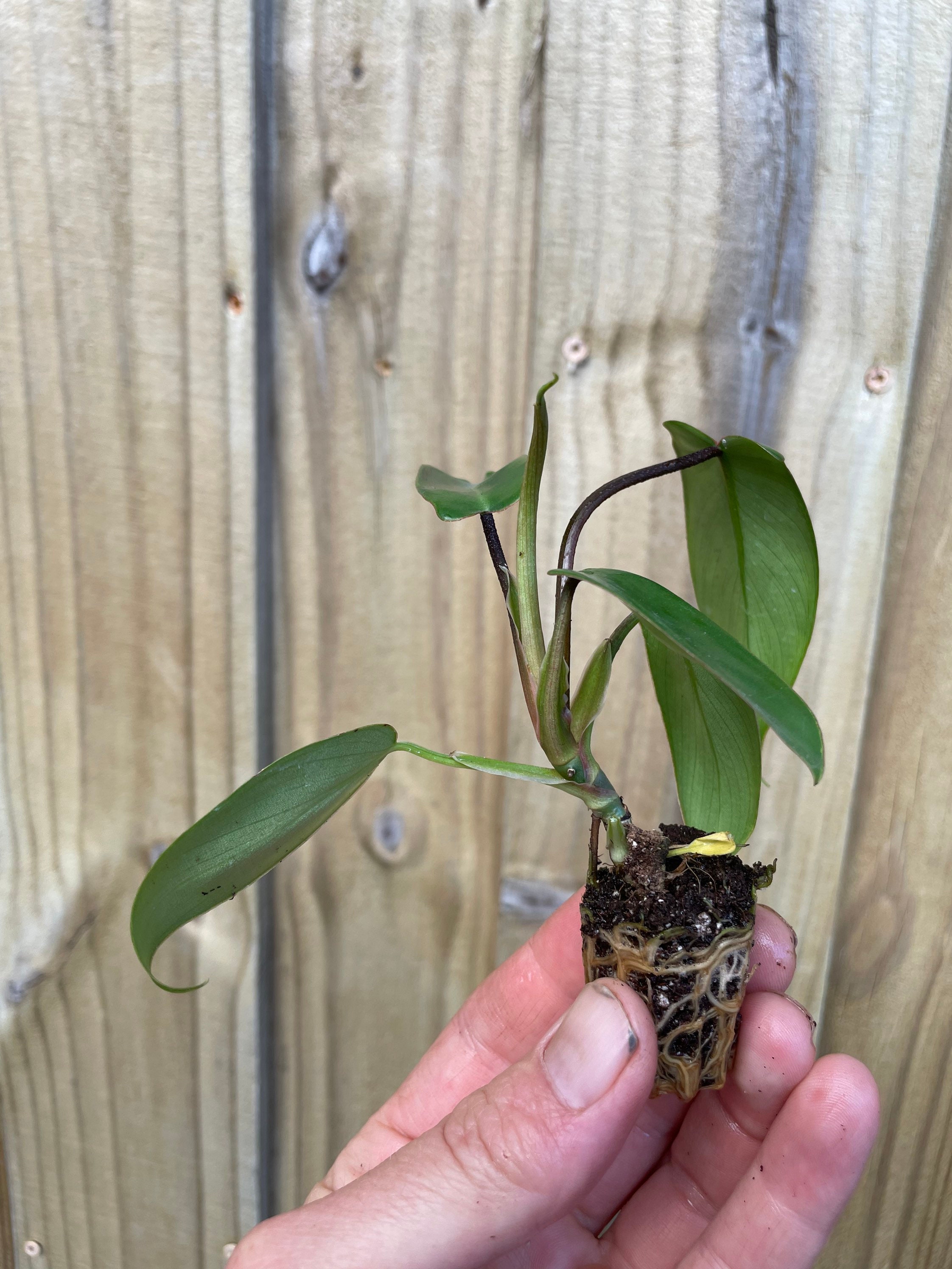 Philodendron Rudolph Starter Plant ALL STARTER PLANTS Require - Etsy