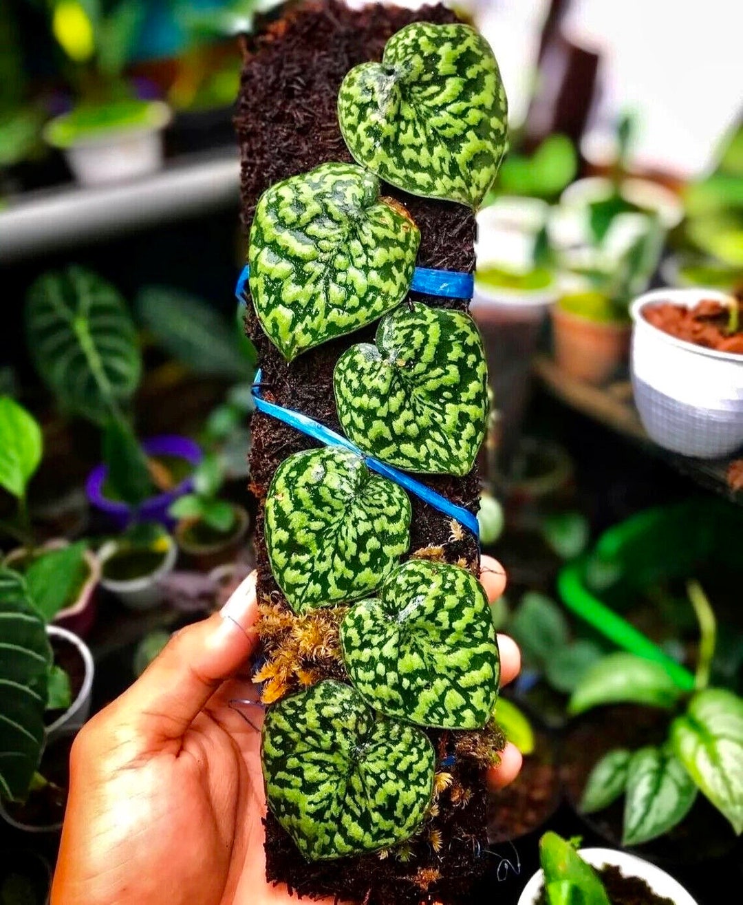 Scindapsus Snake Scale “hask” Starter Plant (ALL STARTER PLANTS Require ...