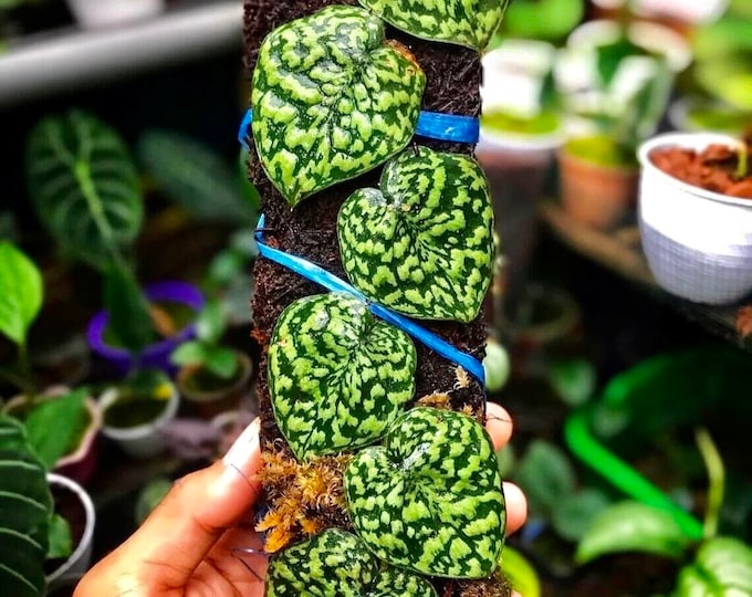 Scindapsus Snake Scale “hask” Starter Plant (ALL STARTER PLANTS Require ...