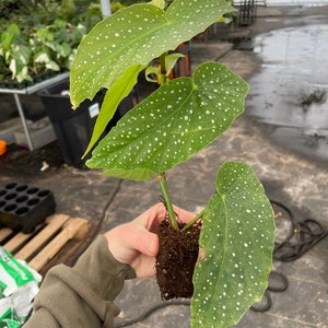 Harmonys Fairy Godmother Begonia Starter Plant (ALL STARTER PLANTS ...