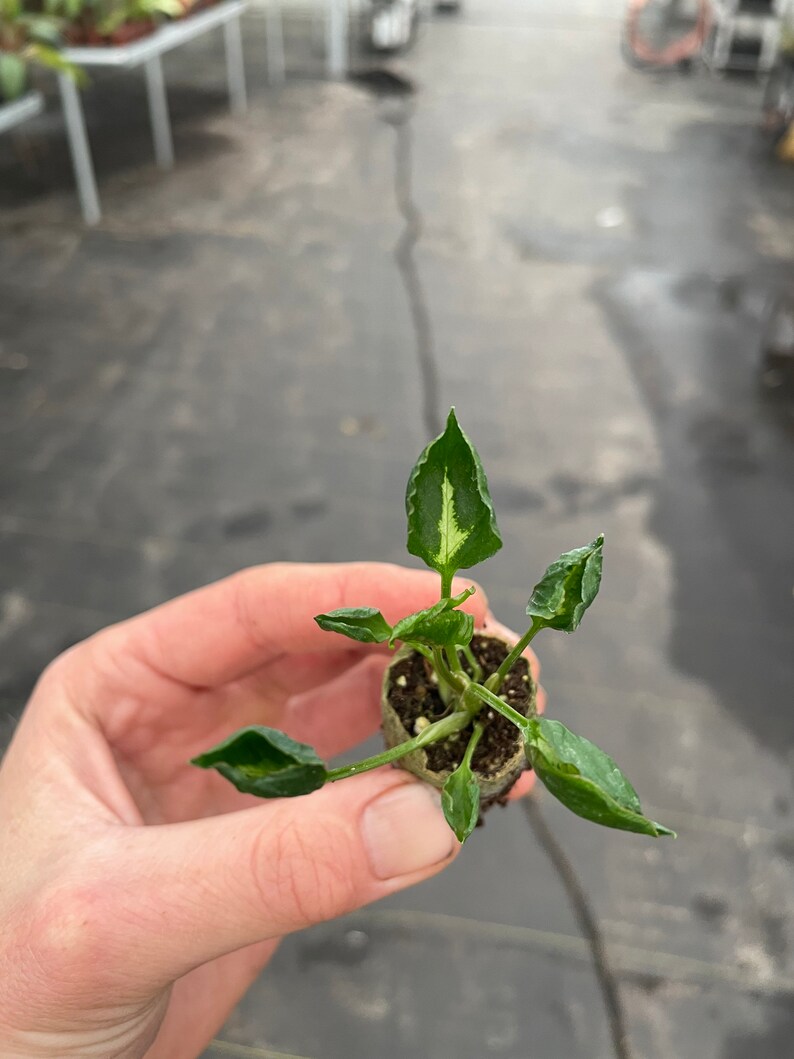 Syngonium Godzilla Starter Plant ALL STARTER PLANTS Require - Etsy