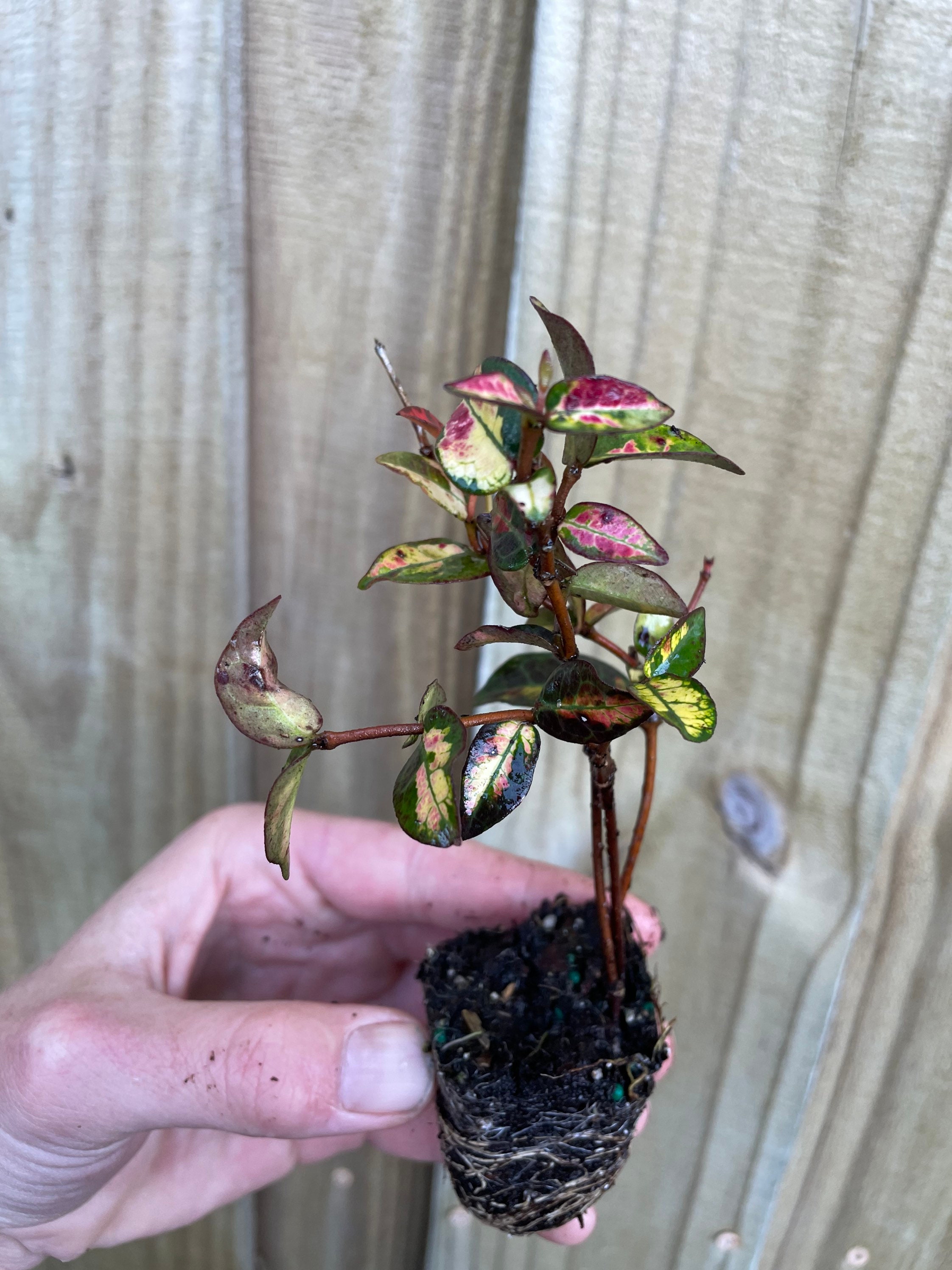 Summer Sunset Asiatic Jasmine Starter Plant ALL STARTER | Etsy