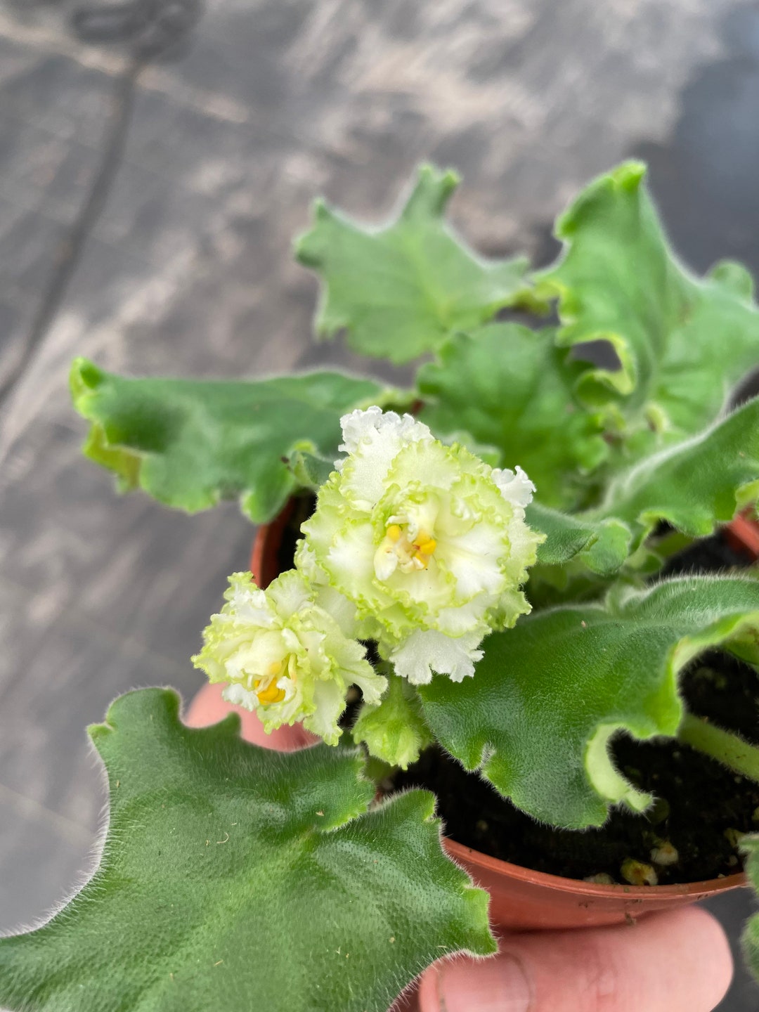 Harmonys Lime and Salt African Violet Starter Plant (ALL Starter PLANTS ...