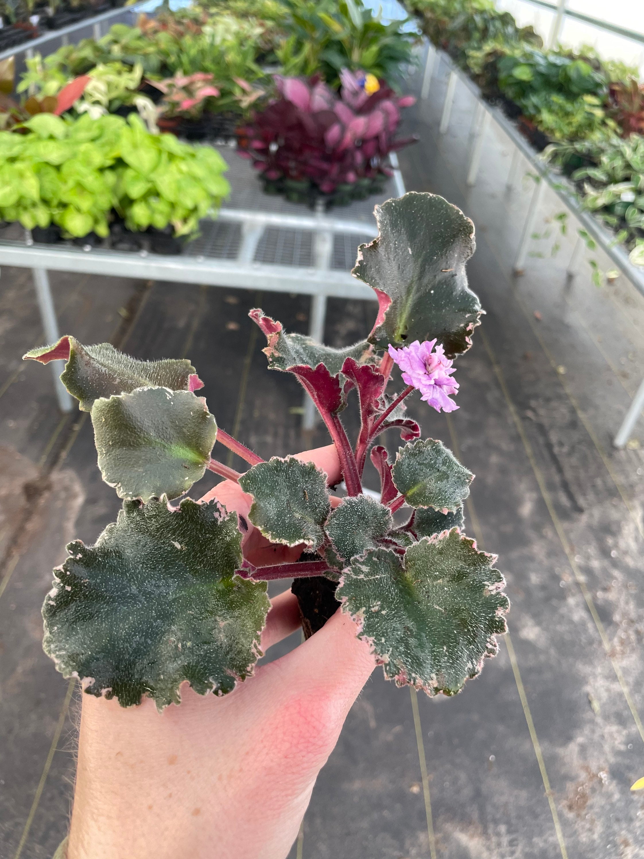 Wranglers Winter Hawk African Violet Starter Plant ALL PLANTS - Etsy