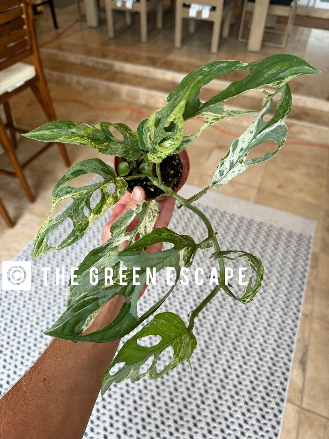 Monstera Mint Variegated Adansonii 4 Pot ALL PLANTS Require You to ...