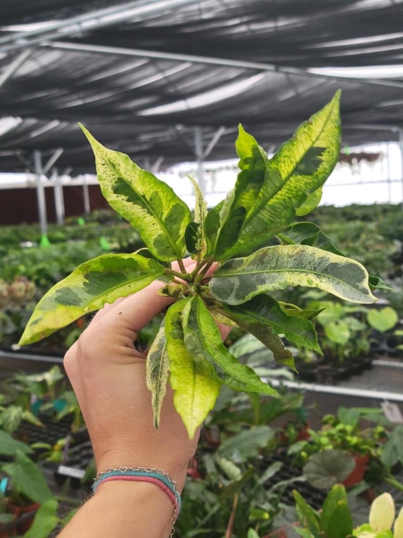 Codiaeum Variegated Starter Plant (ALL STARTER PLANTS Require You to ...