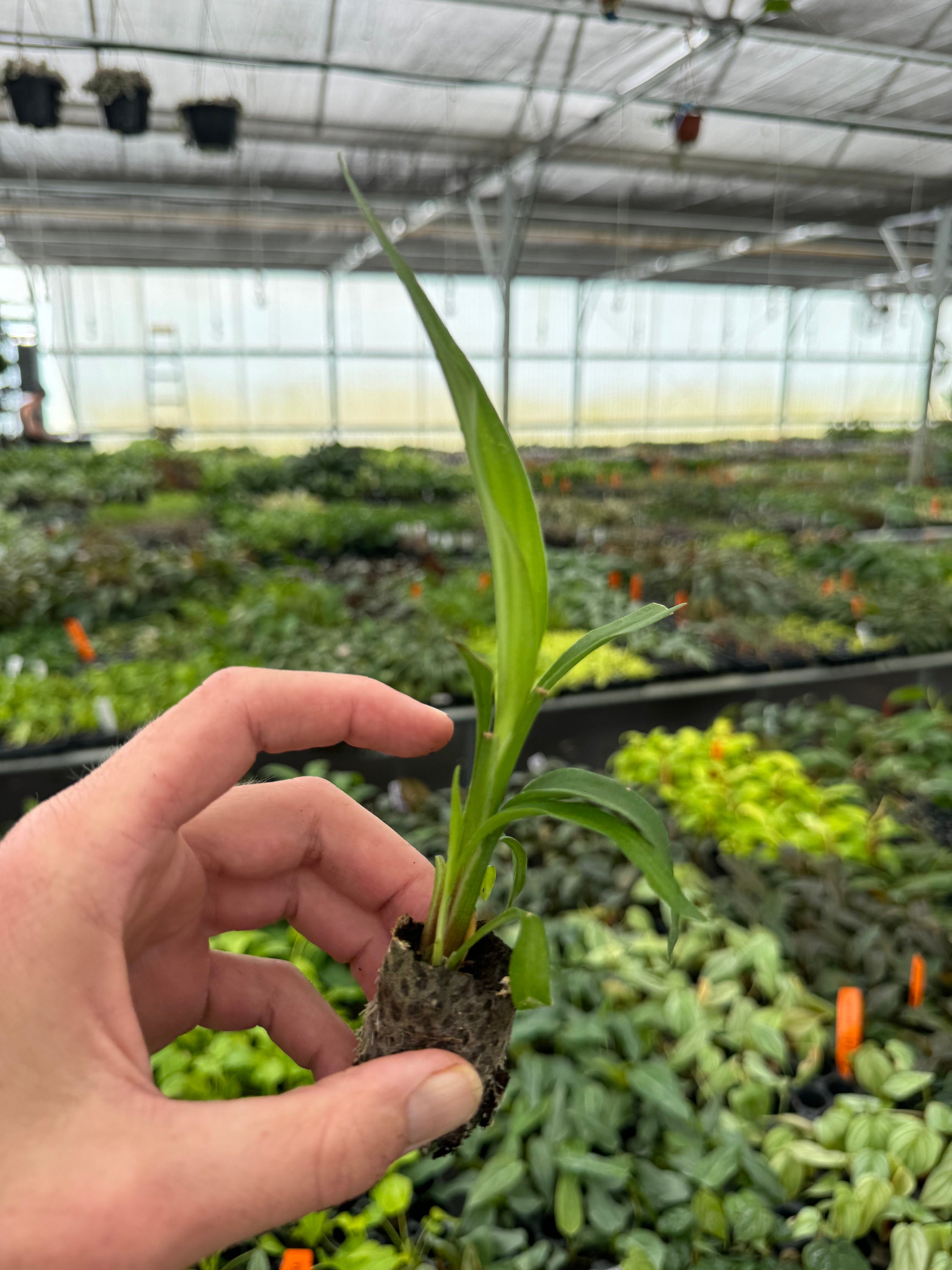 Curcuma Siam Sublime Starter Plant (ALL STARTER PLANTS Require You to ...