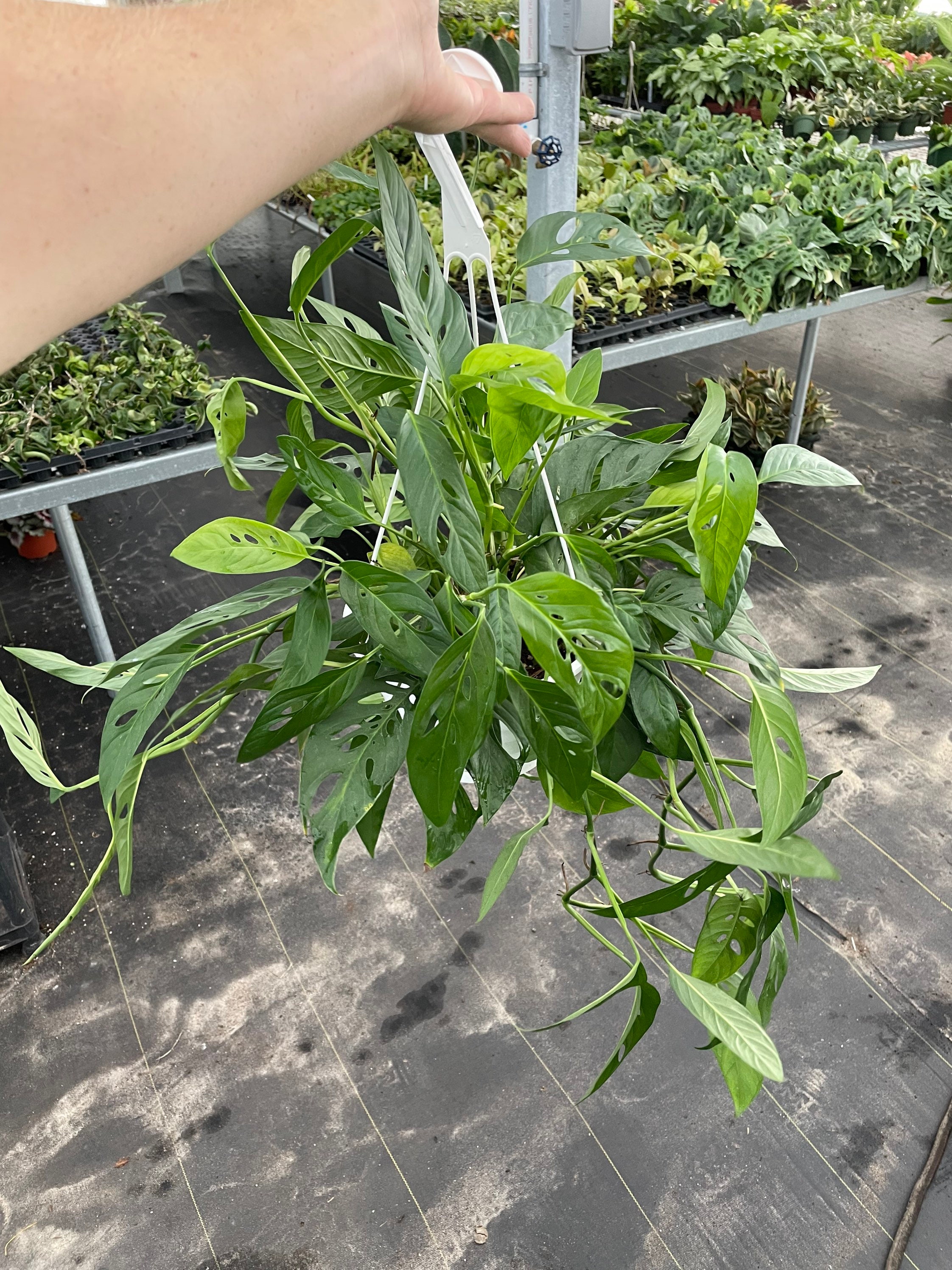 Monstera Adansonii narrow Form 8 Hanging Baskets ALL - Etsy
