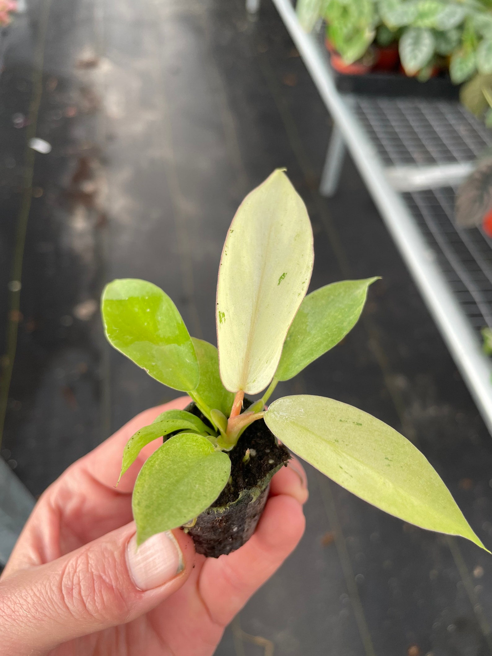 Philodendron Snowdrift Starter Plant ALL STARTER PLANTS - Etsy