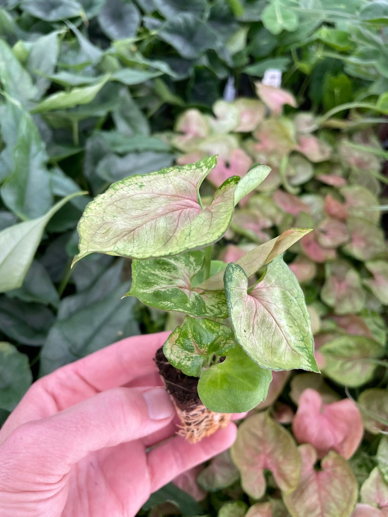 Syngonium Mango Allusion Starter Plant ALL STARTER PLANTS - Etsy