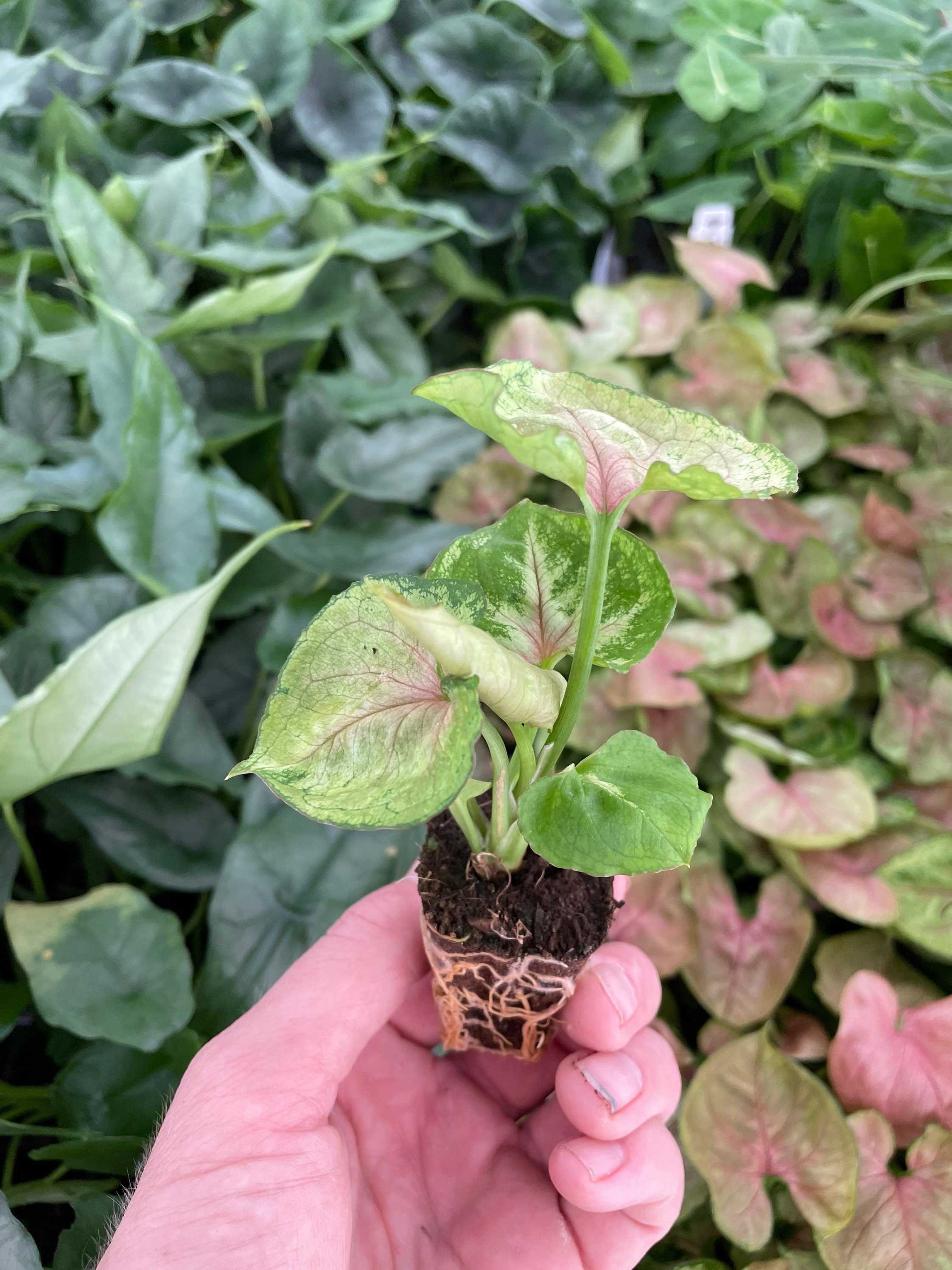 Syngonium Mango Allusion Starter Plant ALL STARTER PLANTS - Etsy