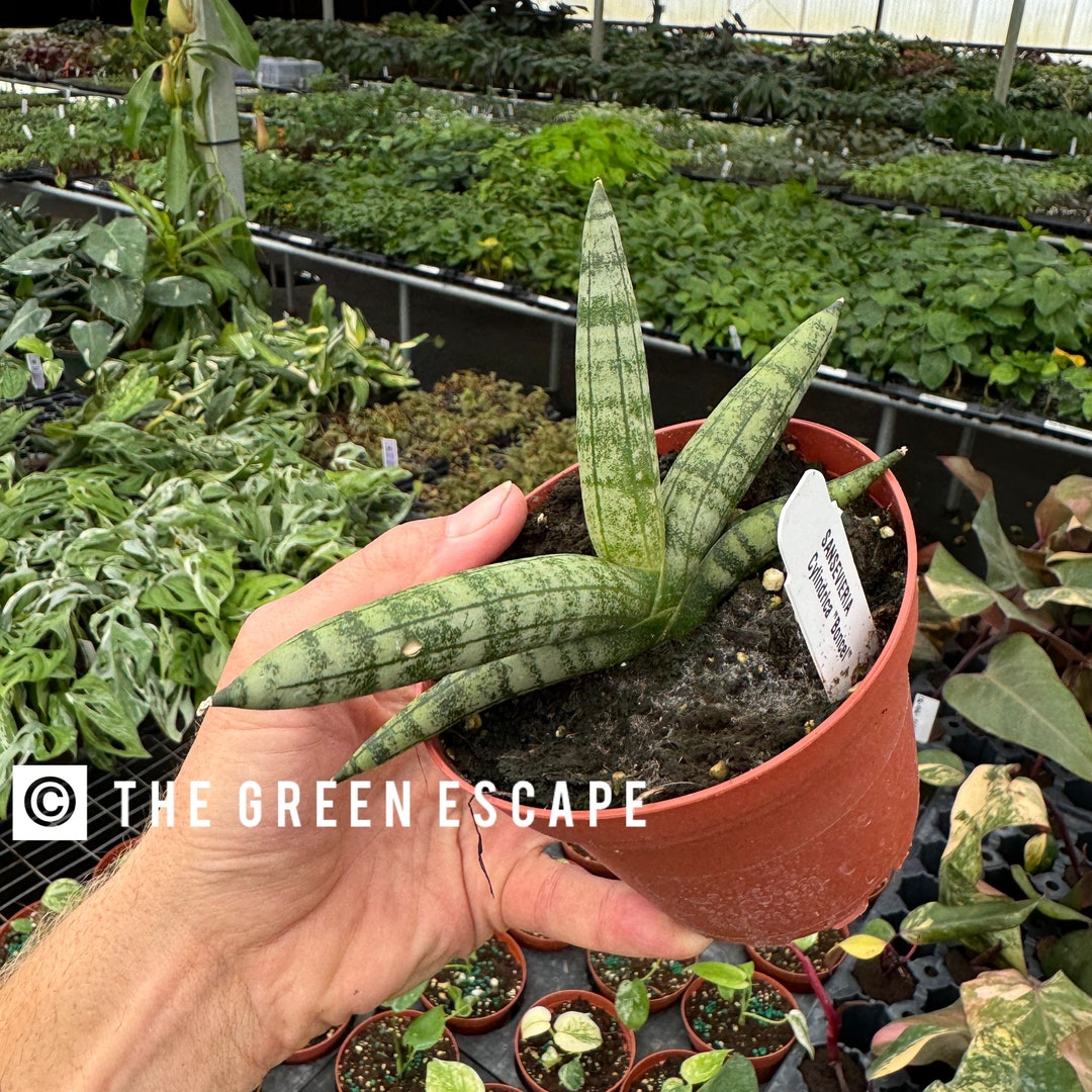 Sansevieria Boncel Starfish 4”pot (ALL PLANTS Require You to Purchase 2 ...