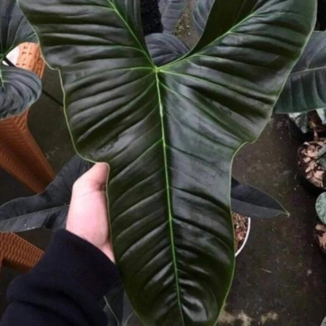 Philodendron Lupinum Starter Plant (ALL STARTER PLANTS Require You to ...