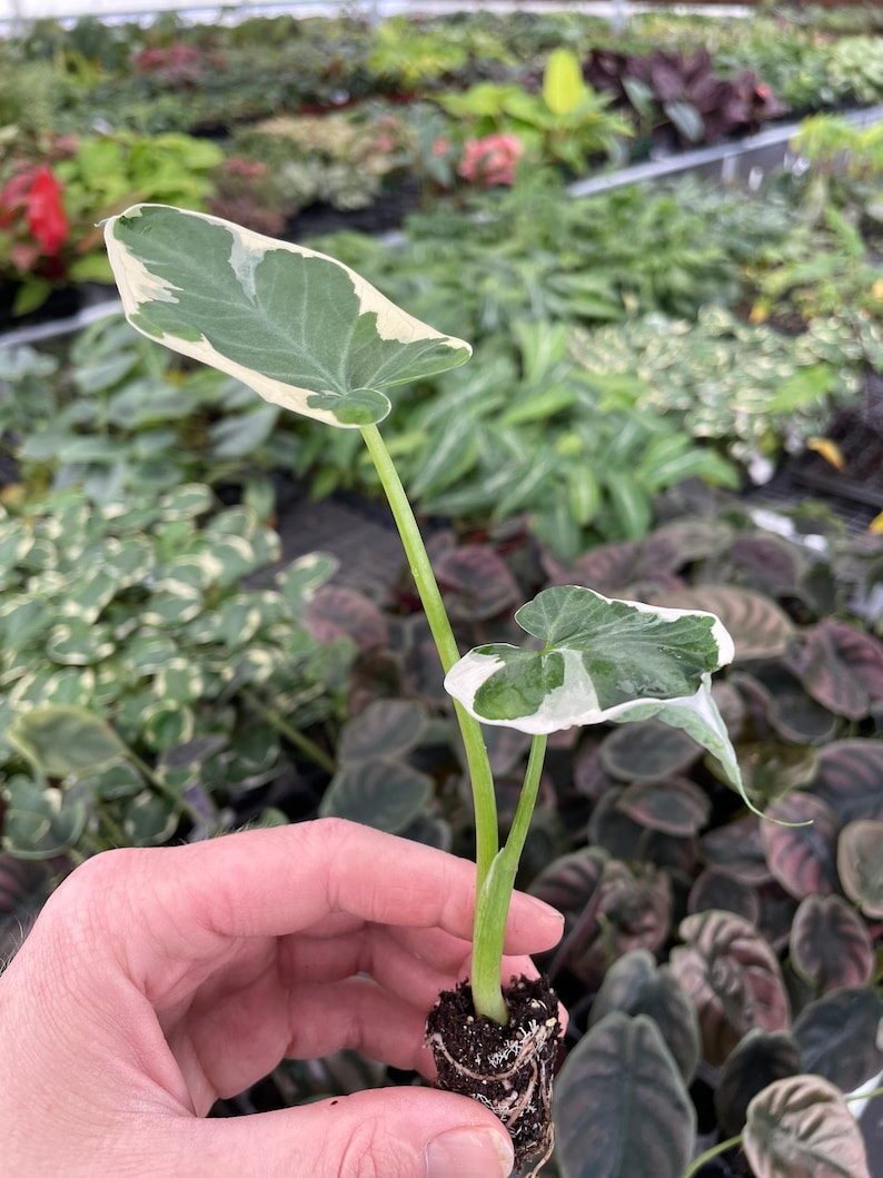 Alocasia Mickey Mouse xanthosoma Albomarginata Starter Plant - Etsy