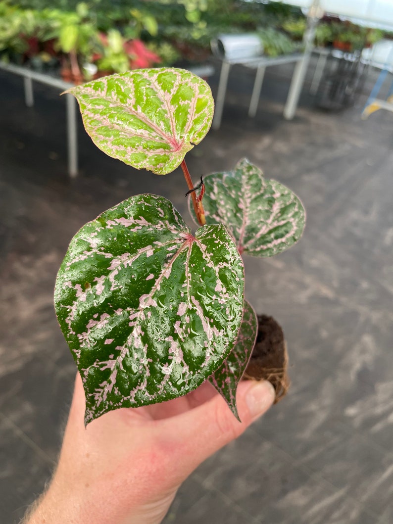 Pink Piper Crocatum Starter Plant (ALL Starter PLANTS Require You to ...