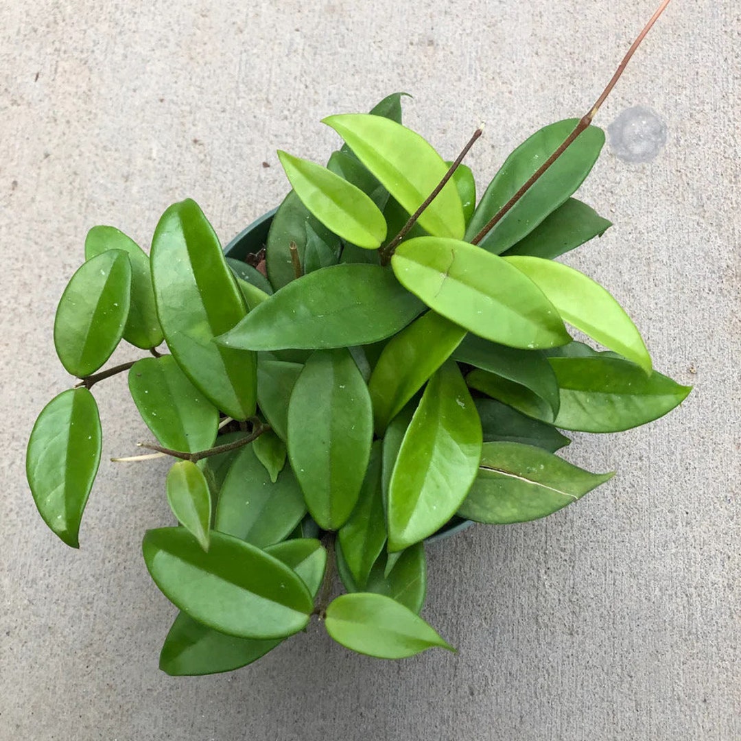 Hoya Jade Starter Plant (ALL STARTER PLANTS Require You to Purchase 2 ...