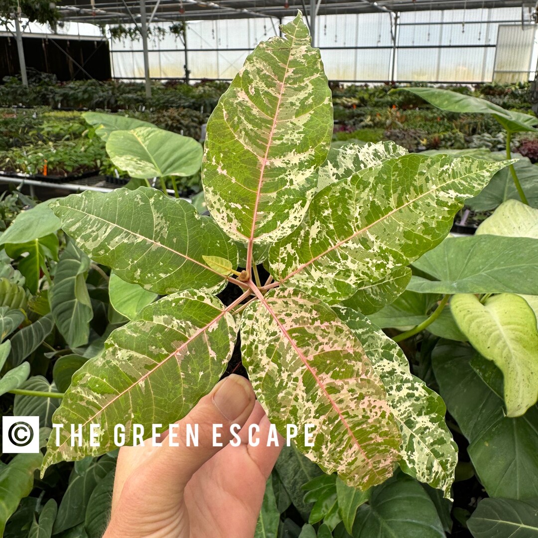 Ficus Snowstorm 4” Pot (ALL PLANTS Require You to Purchase 2 Plants ...