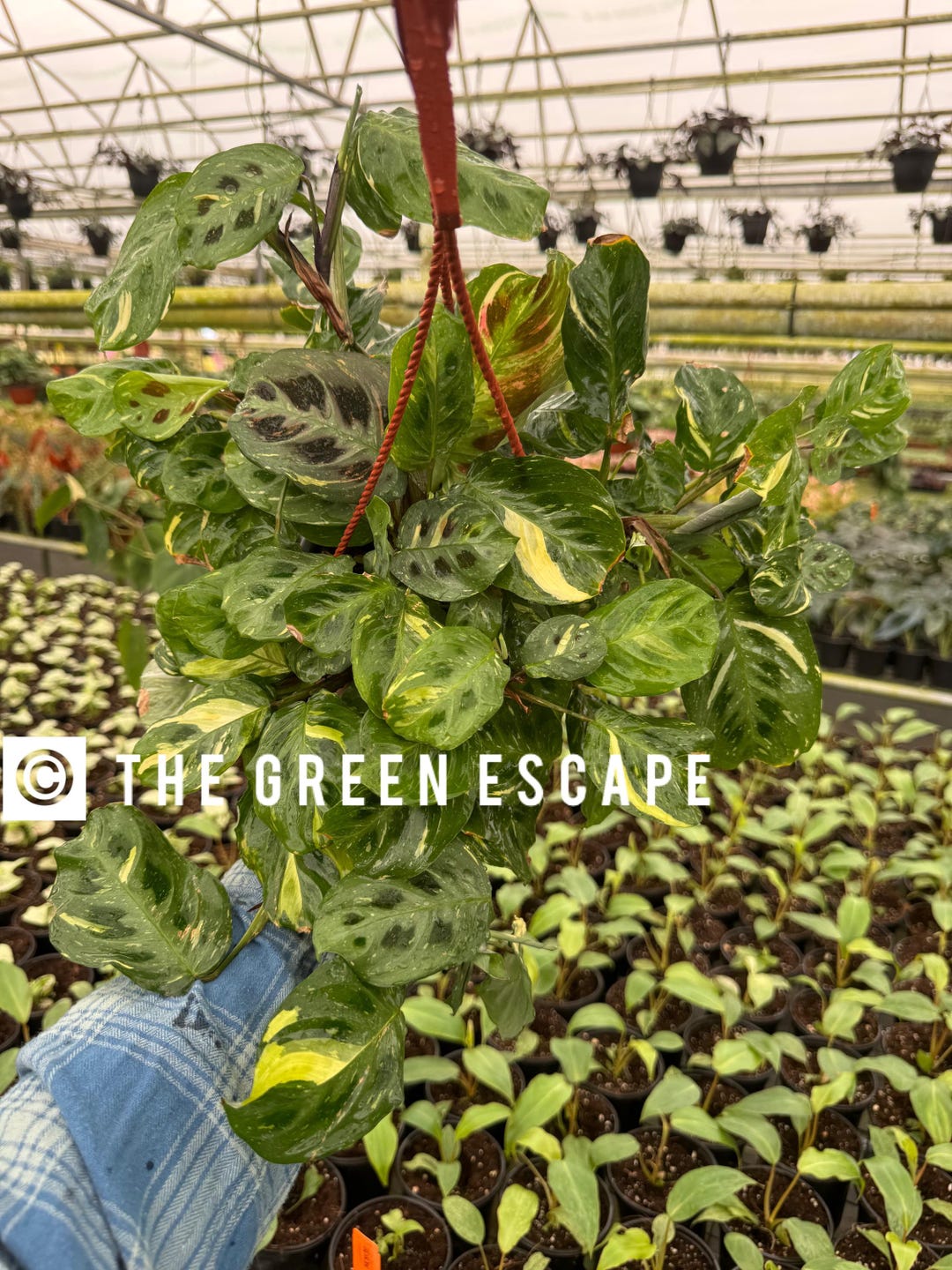 Variegated Maranta Beauty Kim 6” Hanging Baskets “ALL PLANTS Require ...