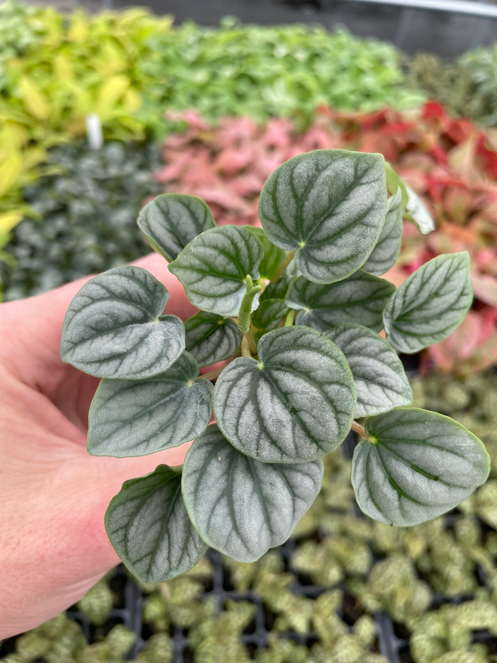 Peperomia Moonlight Starter Plant ALL STARTER PLANTS Require - Etsy