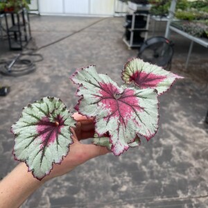 Harmonys Peppermint Twist Begonia Starter Plant (ALL STARTER PLANTS ...