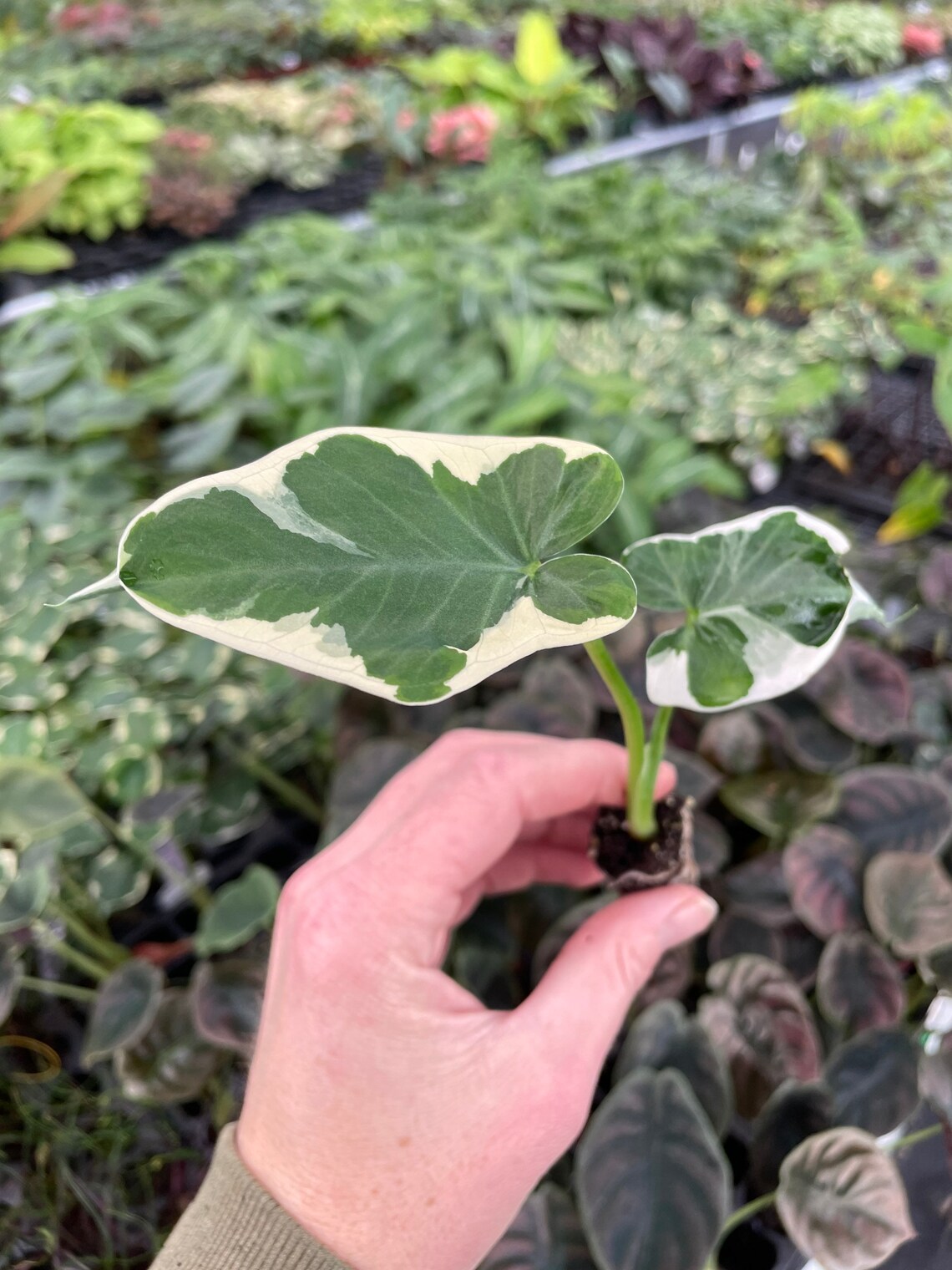 Alocasia Mickey Mouse xanthosoma Albomarginata Starter Plant - Etsy