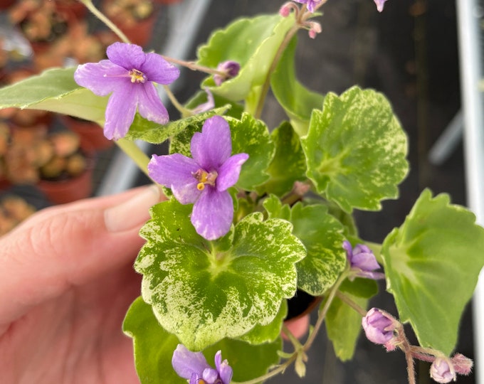 Variegated African Violet “biscayne Trail” Starter Plant (ALL STARTER ...