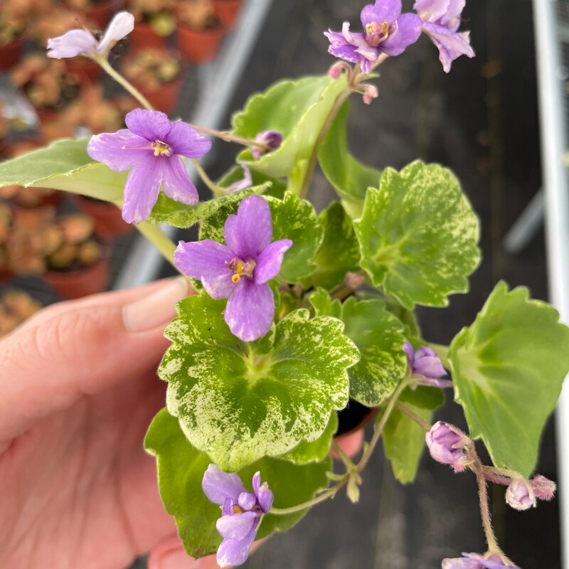 Trailing Violets - Etsy