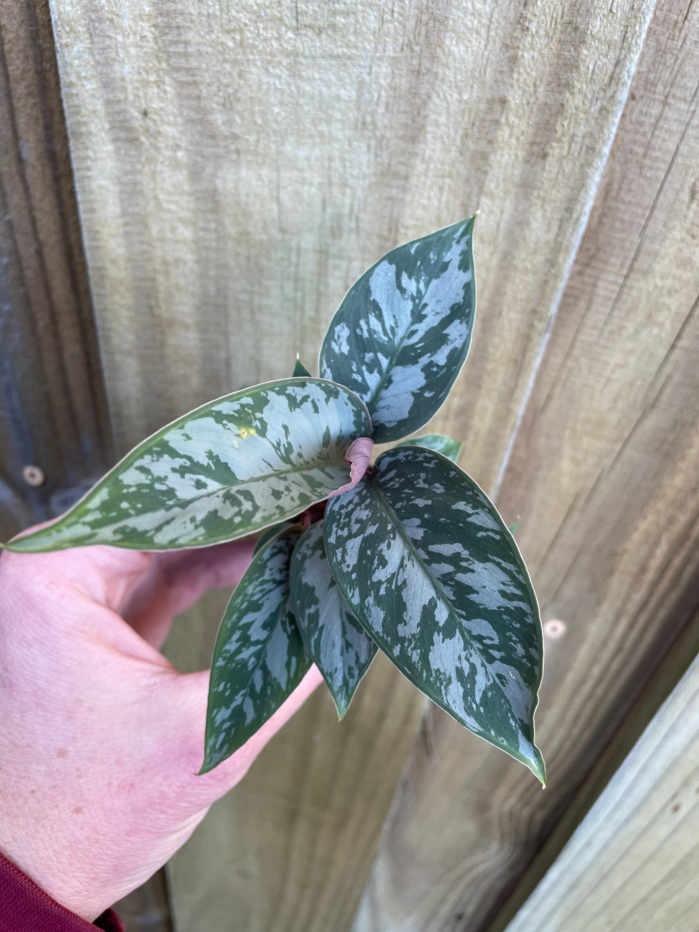 Apoballis Acuminatissimum Aka lavallei or red Sword - Etsy