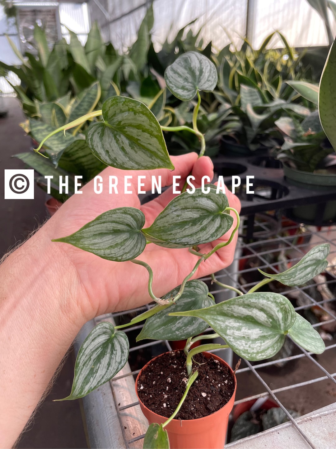 Philodendron Brandi 2” Pot (ALL PLANTS Require You to Purchase 2 Plants ...