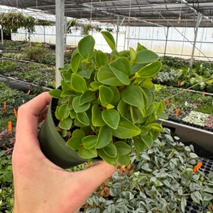 Peperomia Cubensis 4”pot (ALL PLANTS Require You to Purchase 2 Plants ...