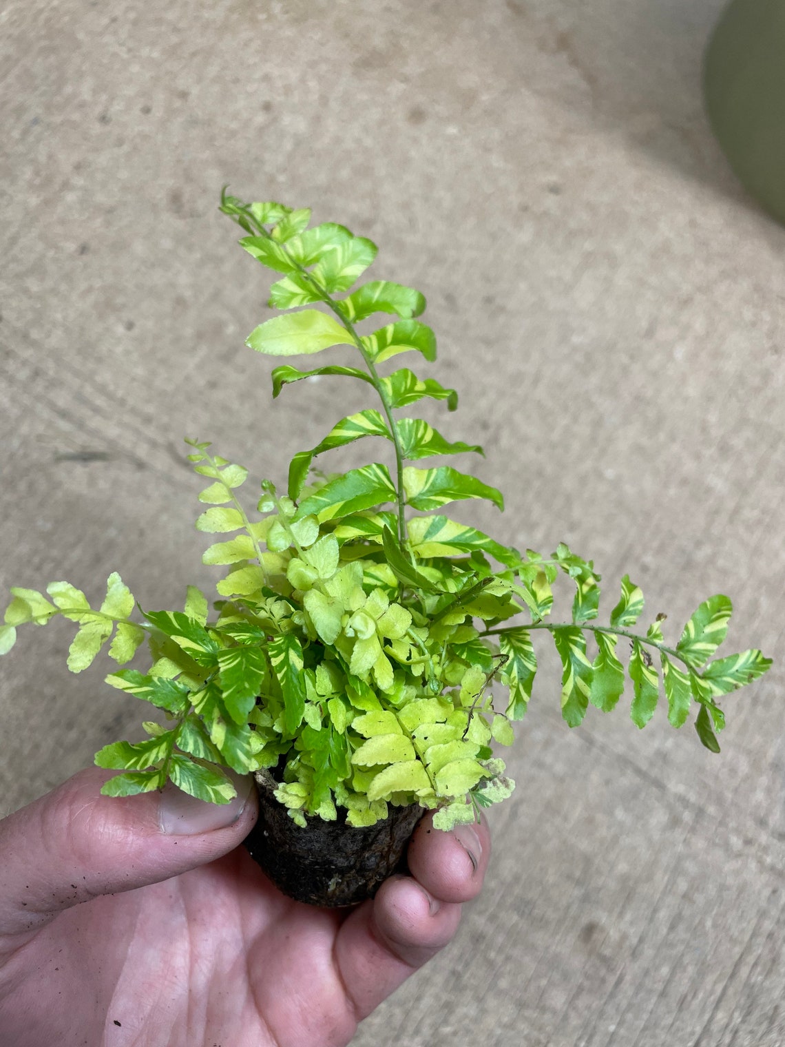 Variegated Tiger Fern nephrolepis Exaltata Starter Plant - Etsy