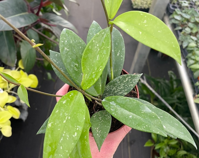 Hoya Pubicalyx Silver Splash 4 Pot ALL PLANTS Require You - Etsy