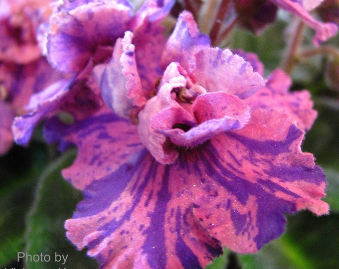 VAT Pulsar African Violet Starter Plant ALL Starter PLANTS Require You ...